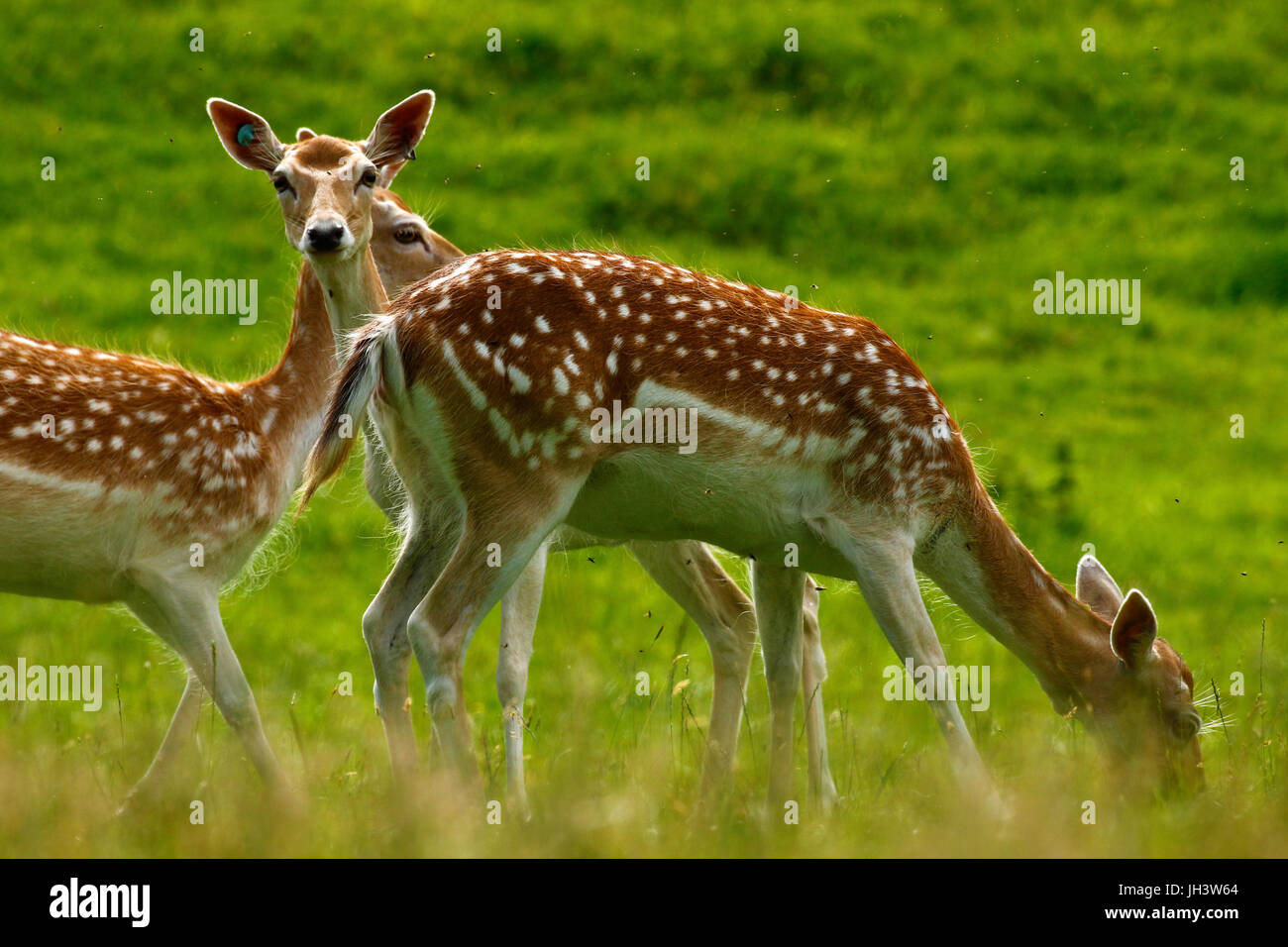 Magnificent fallow deer in a parkland setting in spotty summer coats ...