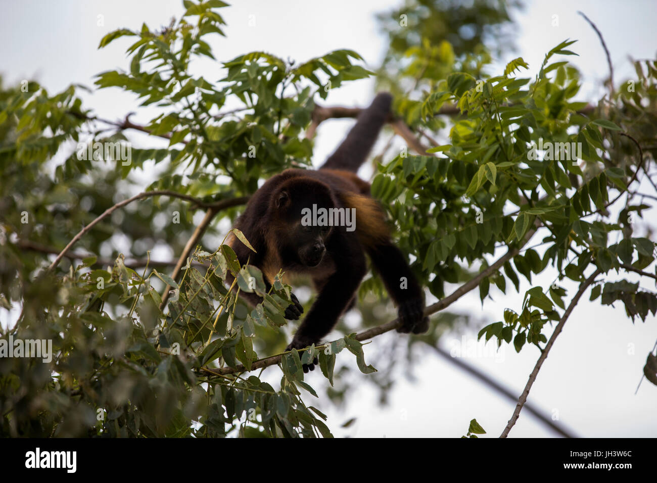 Howler Monkey Costa Rica Stock Photo - Alamy