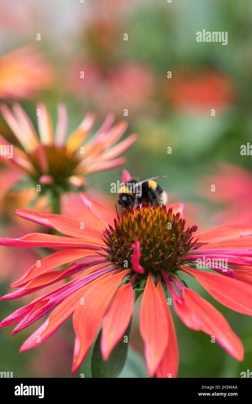 Bombus lucorum. White tailed bumblebee feeding on an Echinacea 'Hot ...