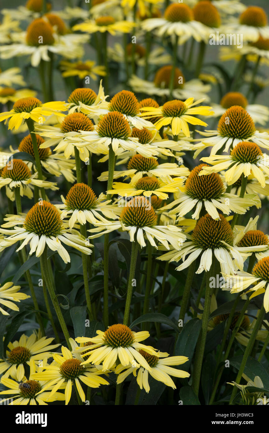 Echinacea 'Cleopatra'. Coneflower Stock Photo - Alamy