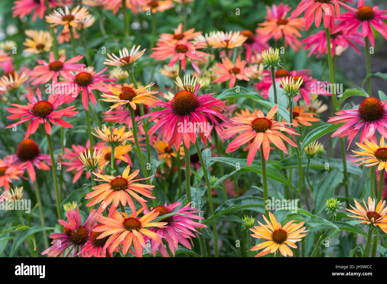 Echinacea 'Hot summer'. Coneflower Stock Photo - Alamy