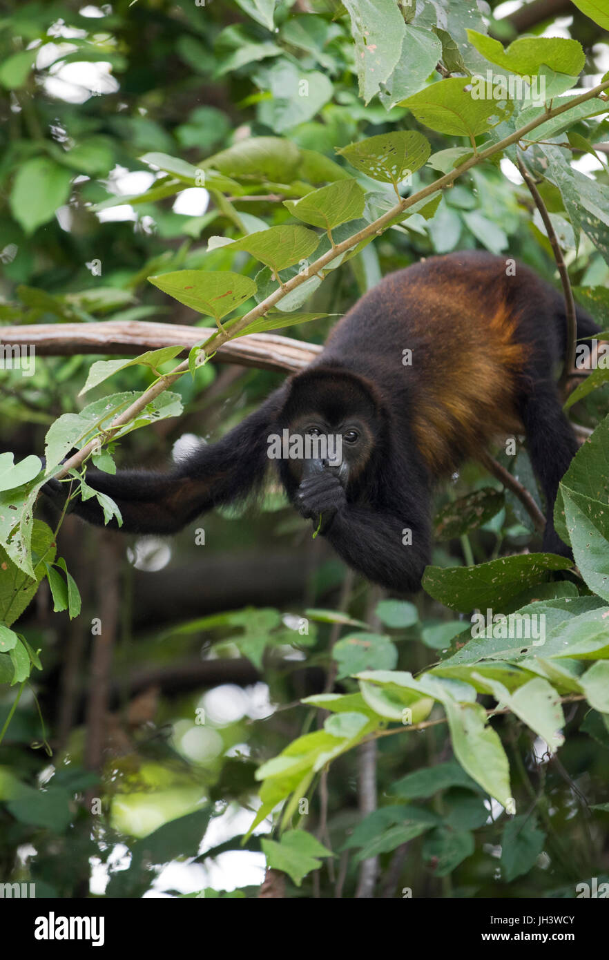 Costa Rican Howler Monkey Stock Photo - Alamy