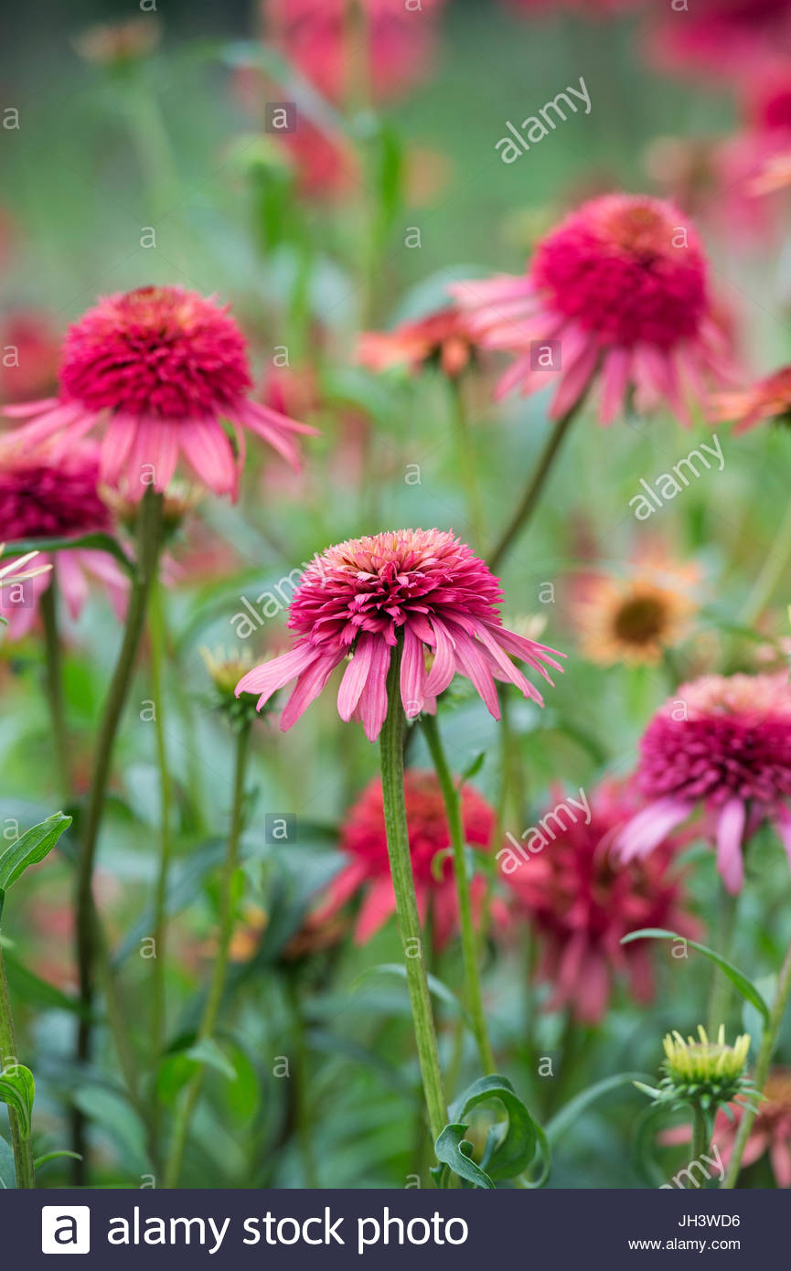 Hybrid Coneflower Stock Photos & Hybrid Coneflower Stock Images - Alamy