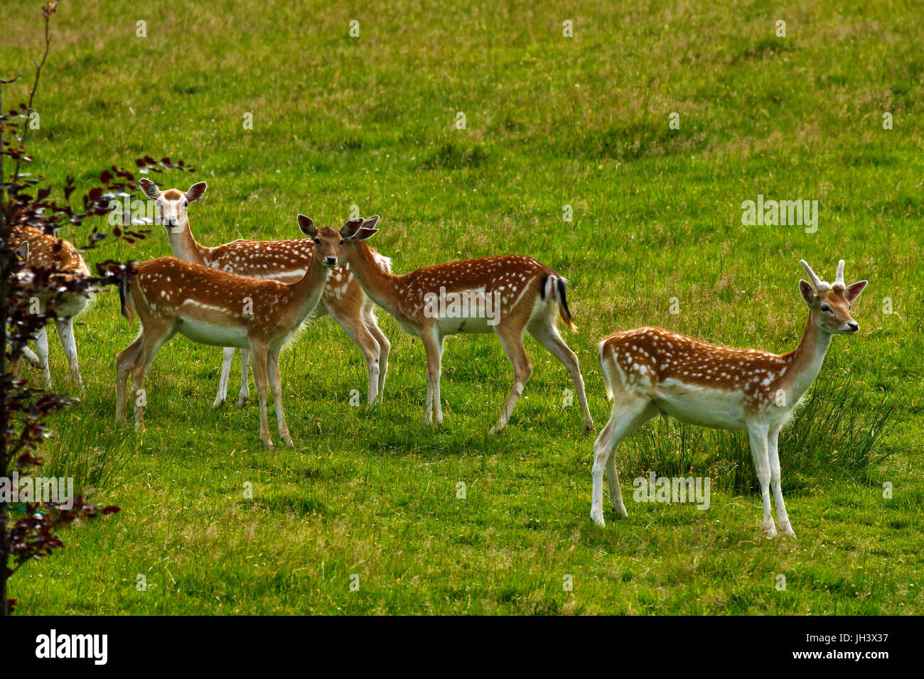 Magnificent fallow deer in a parkland setting in spotty summer coats ...