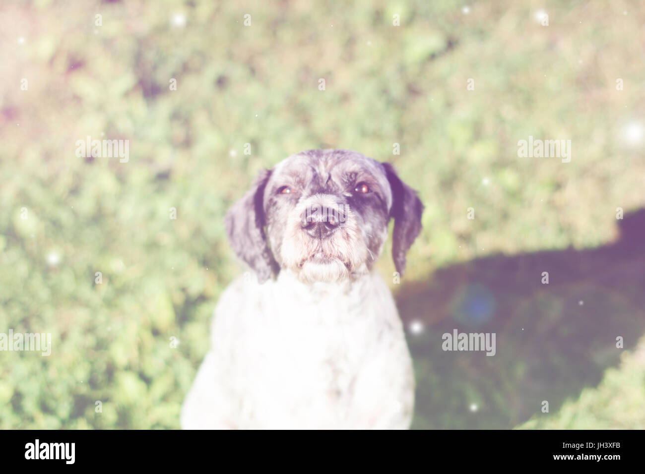 En face of a dog. Selective focus. Dreamy effect and lens flare added ...