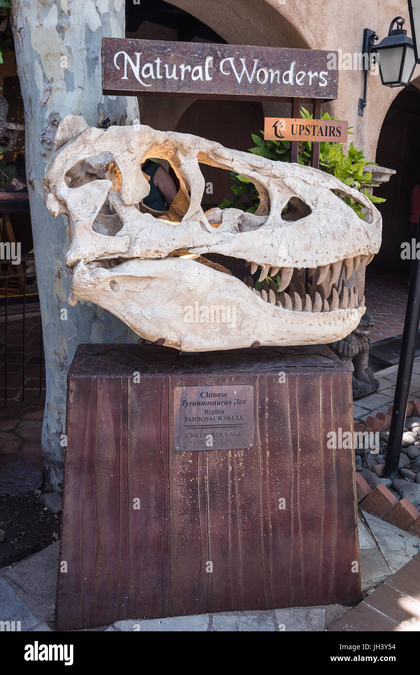 Giant skull of Tyrannosaurus Rex From Natural Wonders shop-museum ...