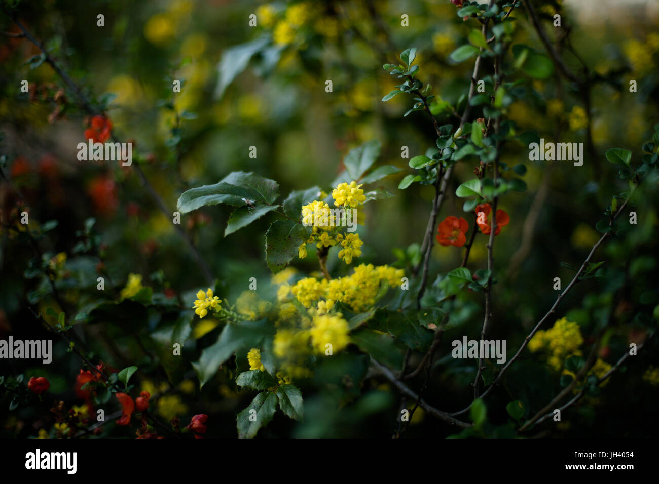 Bush with flowers Stock Photo - Alamy