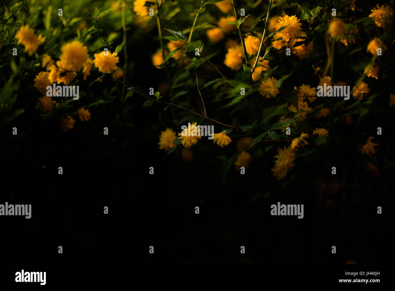 Japanese kerria yellow flowers hi-res stock photography and images - Alamy
