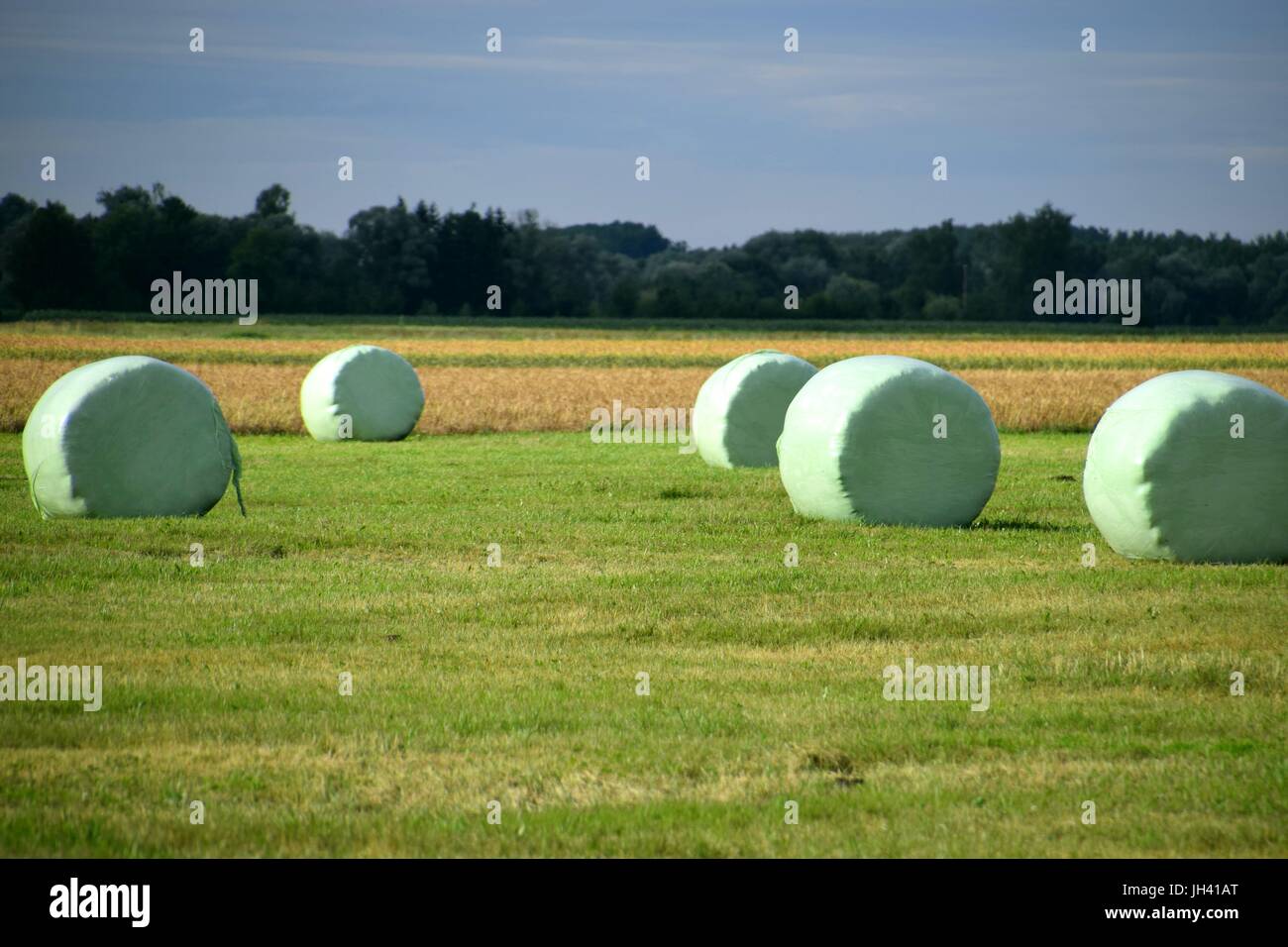 Silage balls, grass Silage, maize Silage, Silage bale, Silage heap ...