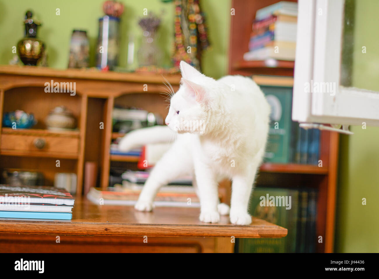 Cat is standing on an escritoire. Something attracted cat’s attention ...