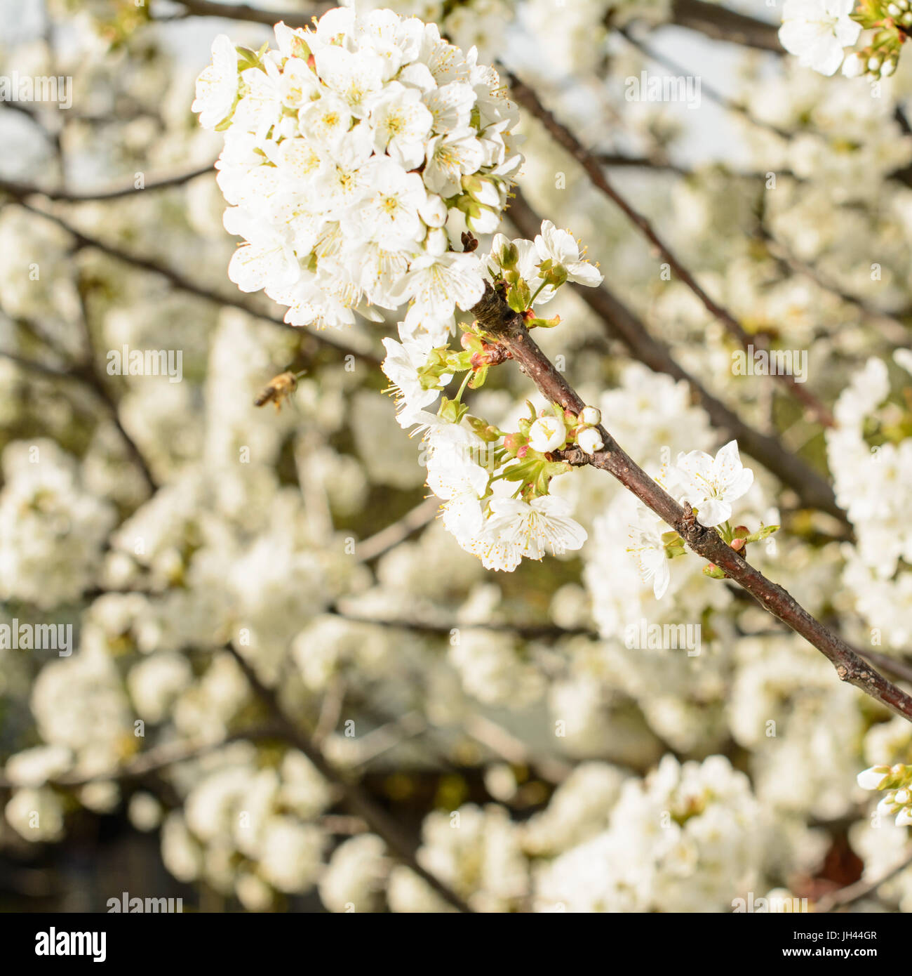 Cherry pollen hi-res stock photography and images - Alamy