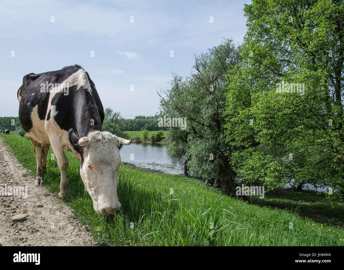 Grass grazing land tree trees hi-res stock photography and images - Alamy