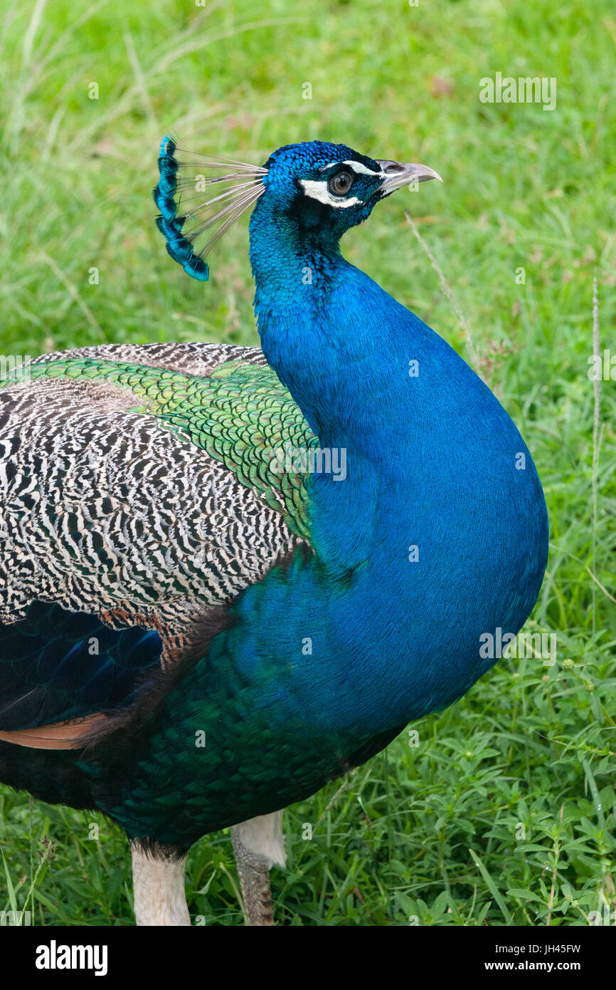 French blue devils hi-res stock photography and images - Alamy