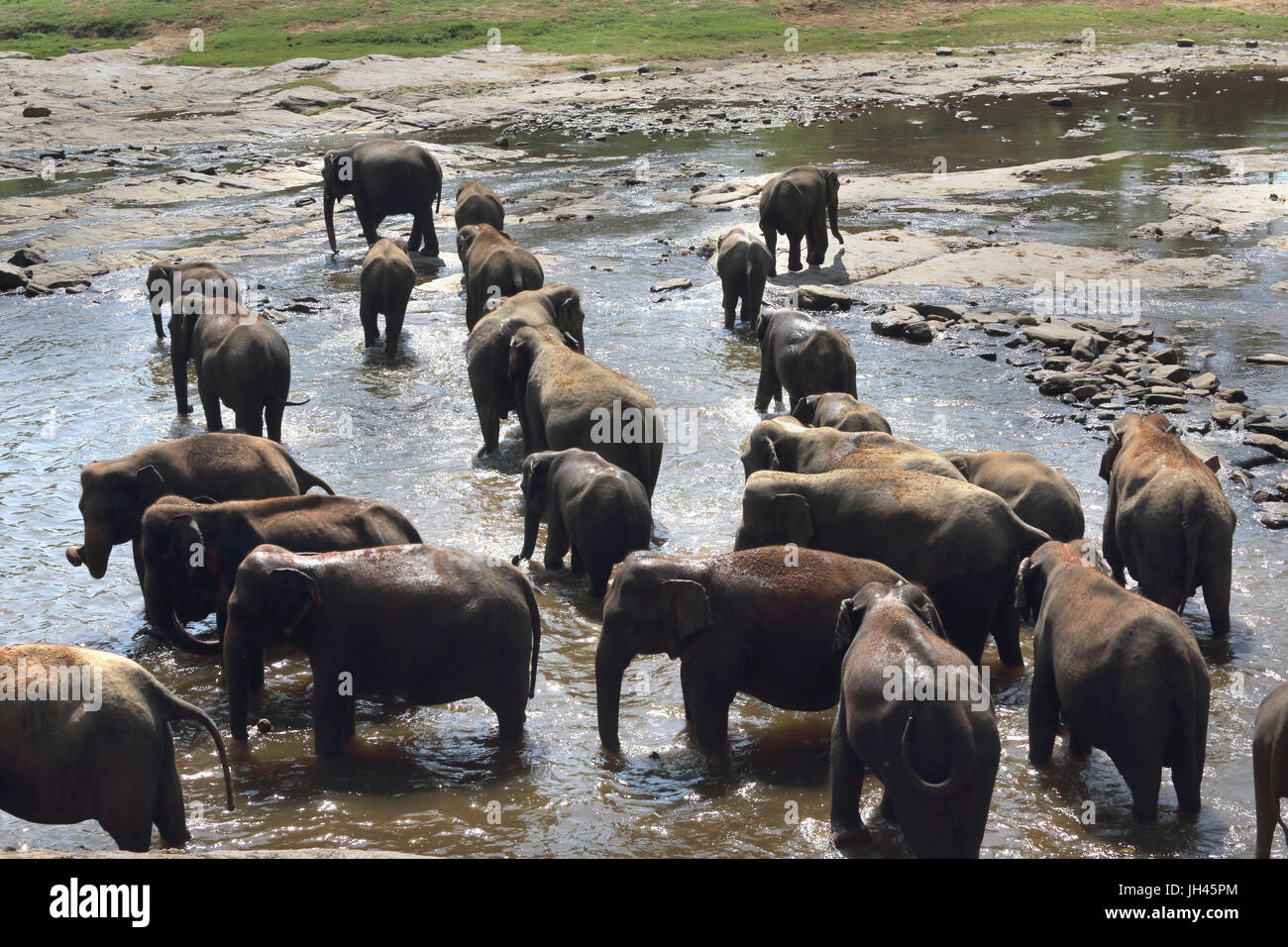Pinnawala Central Province Sri Lanka Pinnawala Elephant Orphanage ...
