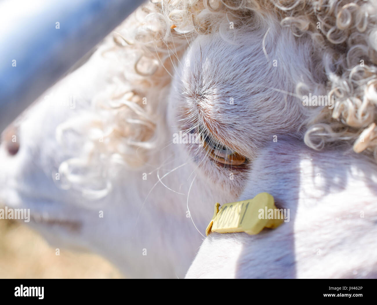 Domestic goat breed hi-res stock photography and images - Alamy