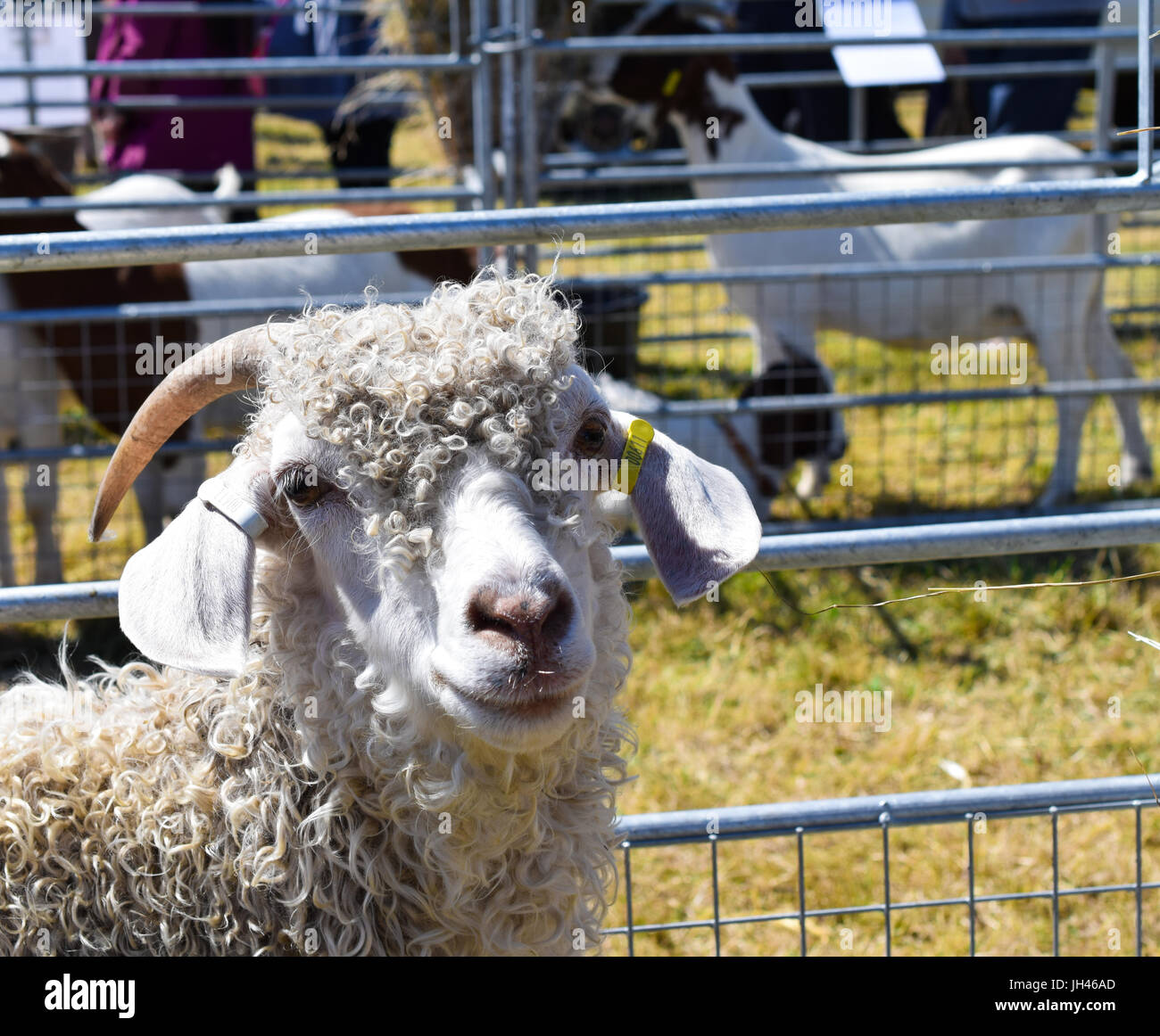 Angora goat hi-res stock photography and images - Alamy