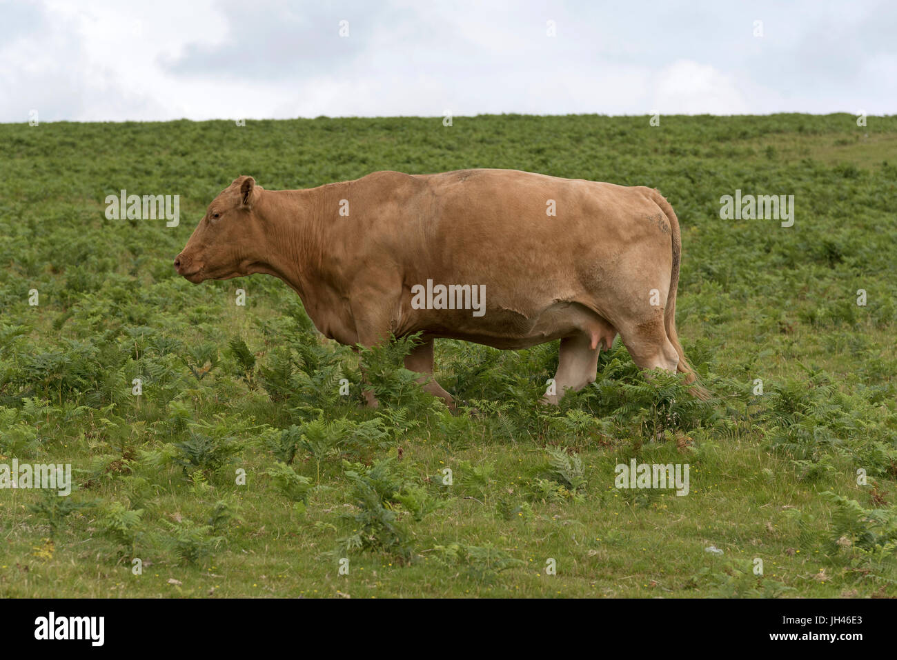 Dartmoor Cow High Resolution Stock Photography and Images - Alamy