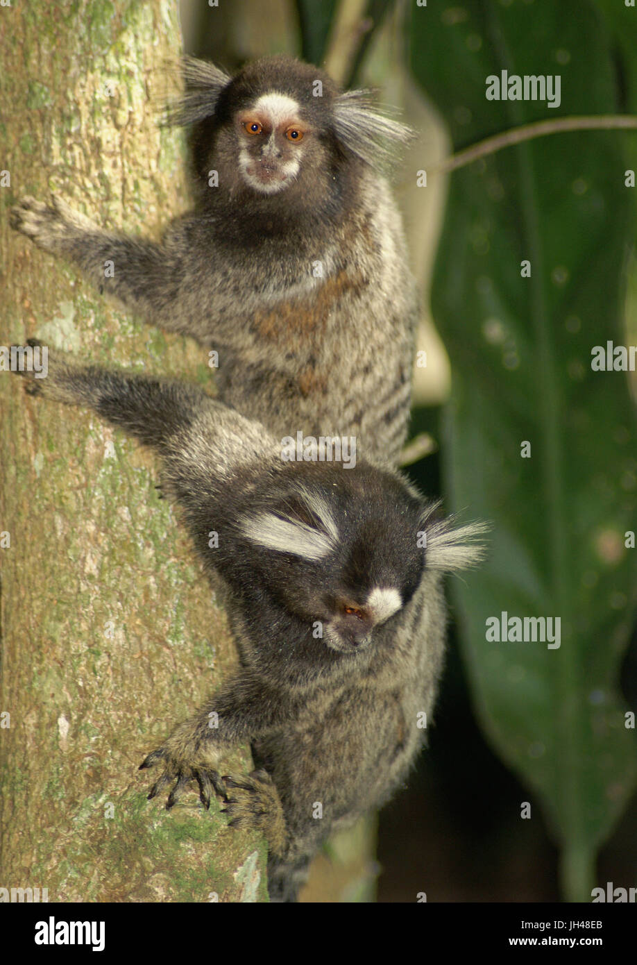 Monkey bread trees hi-res stock photography and images - Alamy