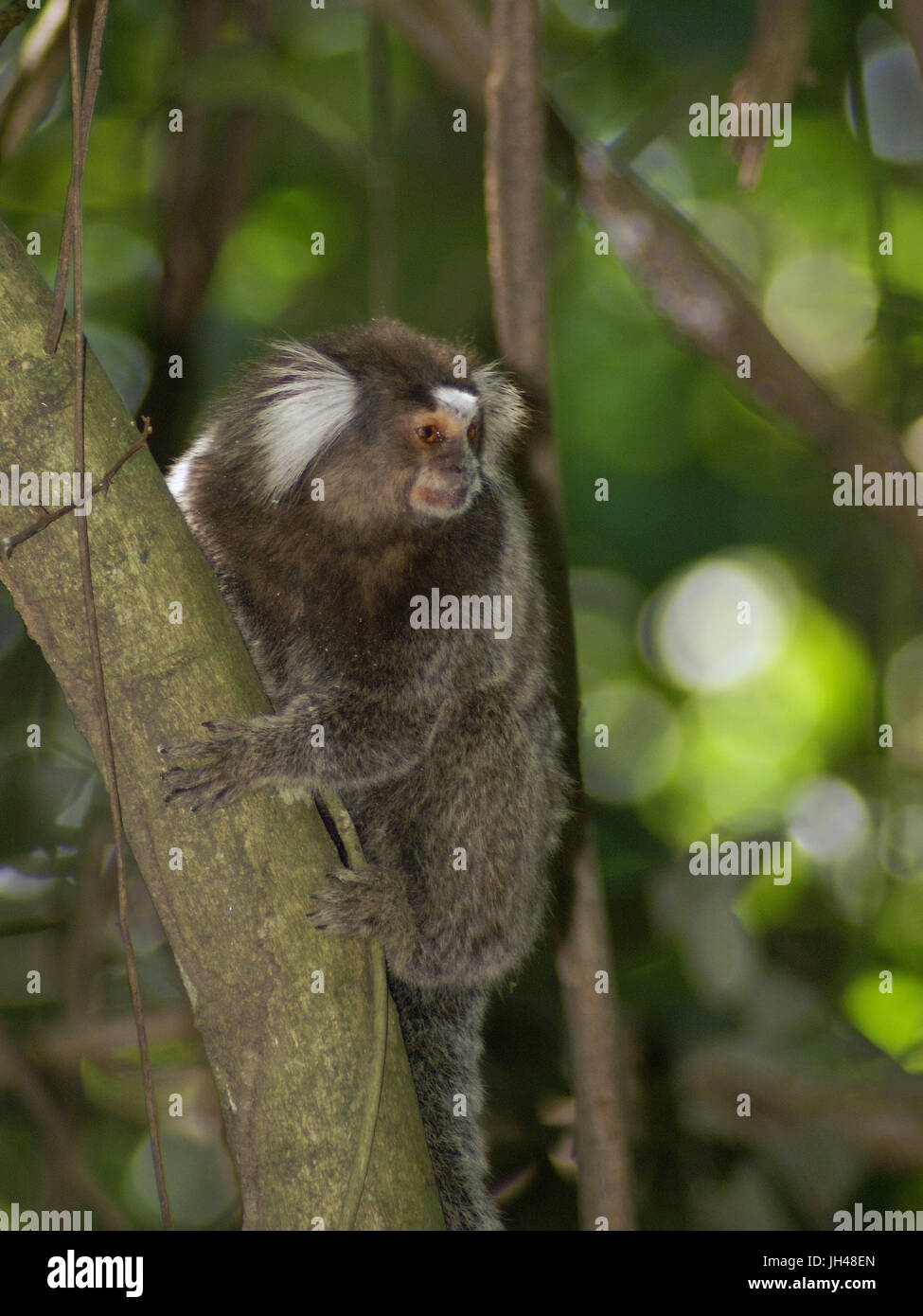 Capuchin monkeys marmoset hi-res stock photography and images - Alamy