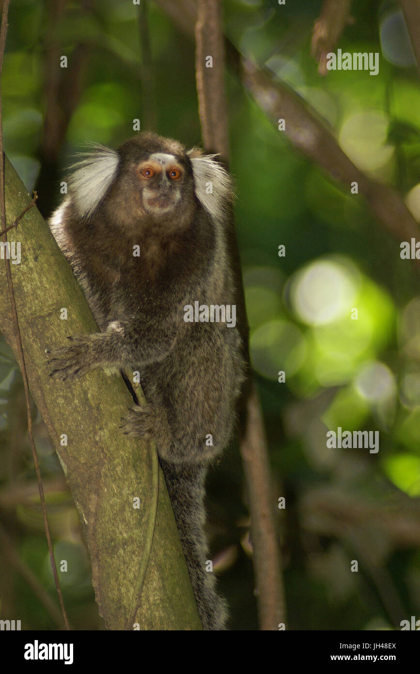 Animal, monkey, Sagui, soim, capuchin monkey, Bread Sugar, City, Rio de ...