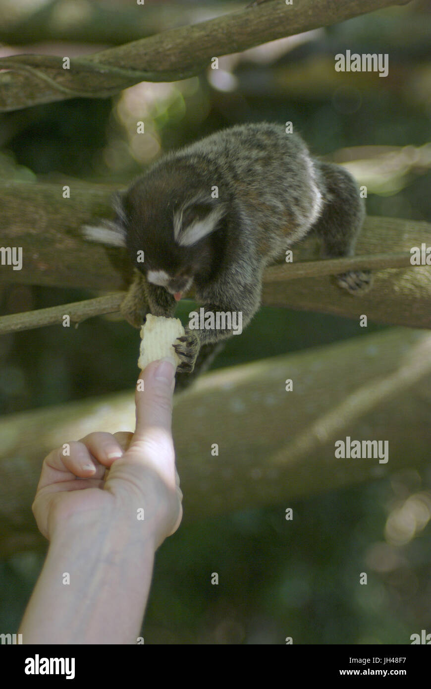 Capuchin monkeys marmoset hi-res stock photography and images - Alamy