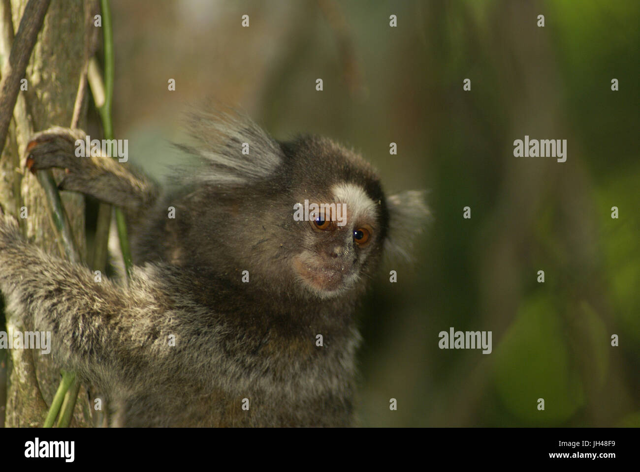Monkey Bread Trees High Resolution Stock Photography and Images - Alamy