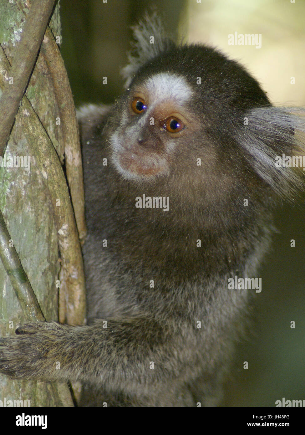 Capuchin monkey brazil hi-res stock photography and images - Alamy