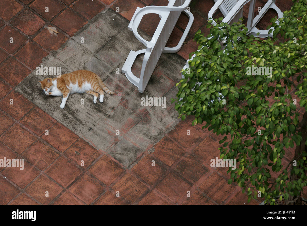 Animal, cat, sleeping, City, Rio de Janeiro, Brazil Stock Photo - Alamy
