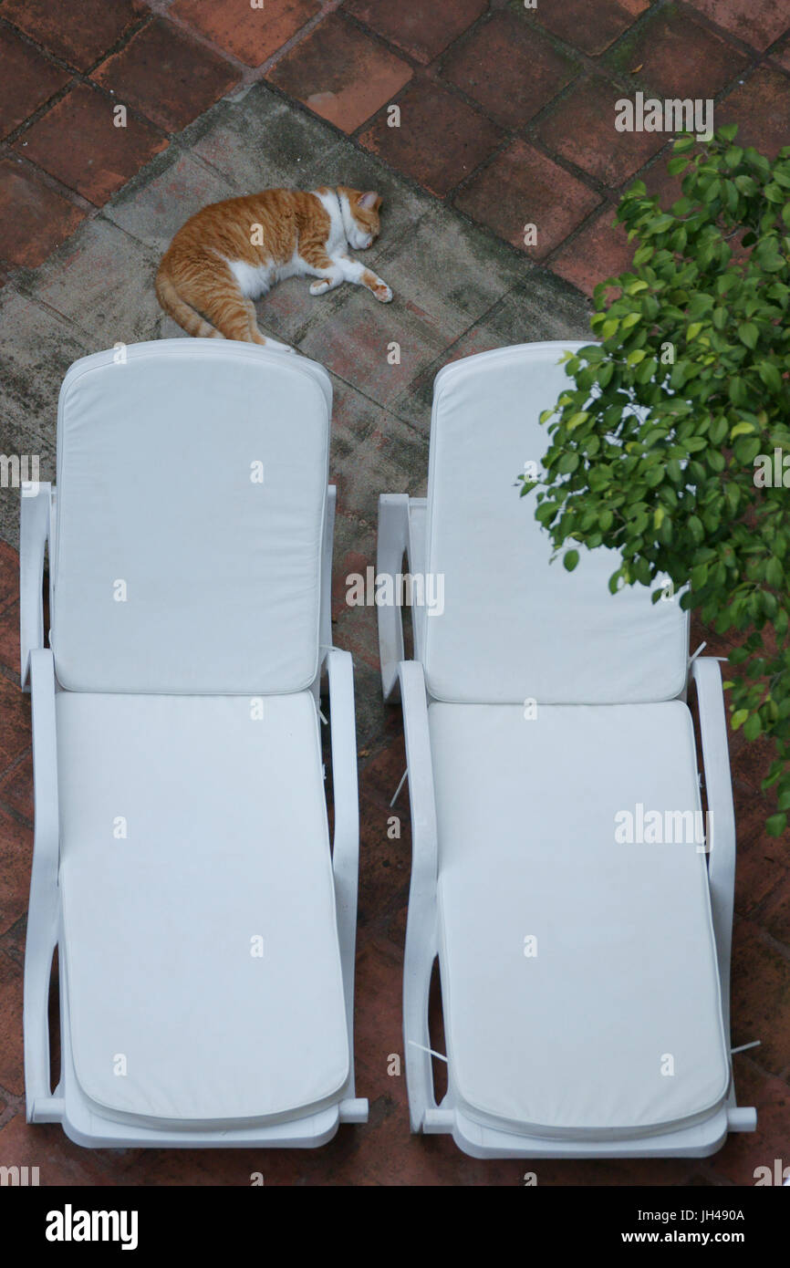 Animal, cat, sleeping, City, Rio de Janeiro, Brazil Stock Photo - Alamy