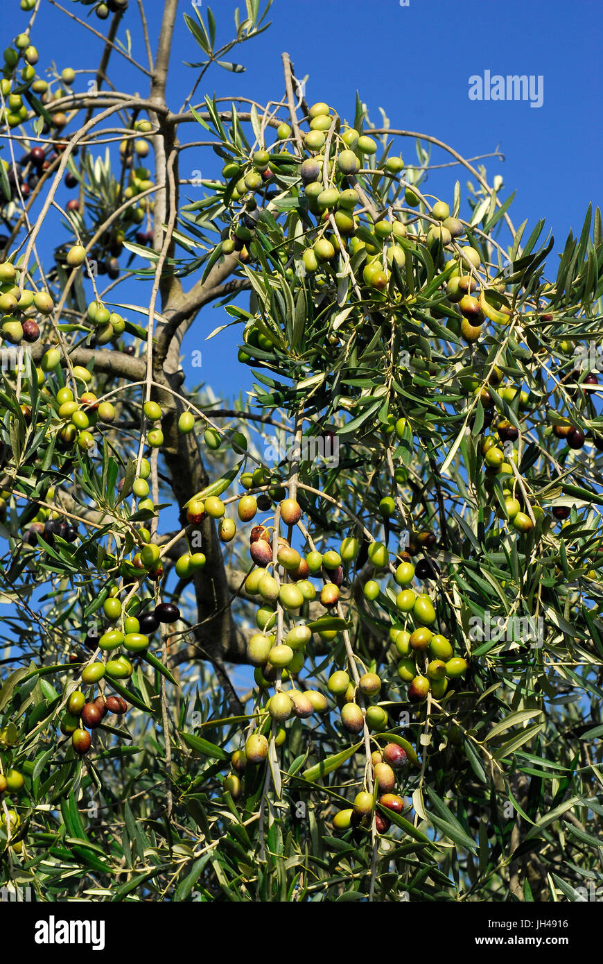 Olive tree olea europea hi-res stock photography and images - Alamy