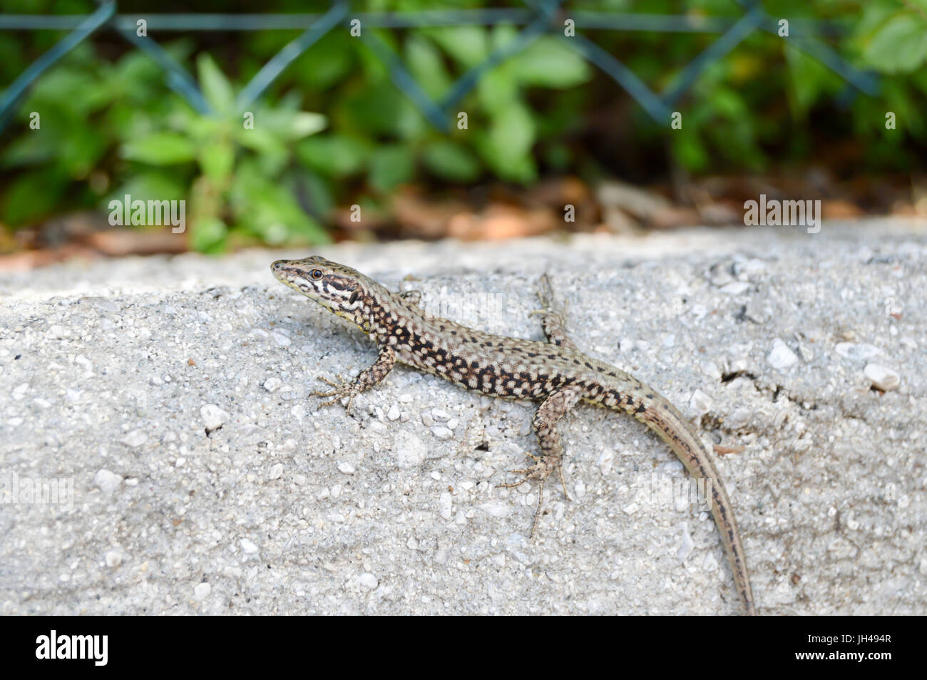Small lizard that takes the sun on a low wall in the city of Limone in ...