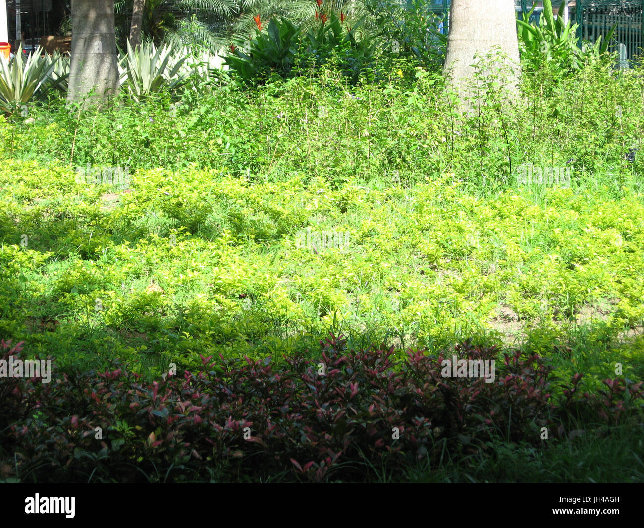 Square, City, Rio de Janeiro, Brazil Stock Photo - Alamy