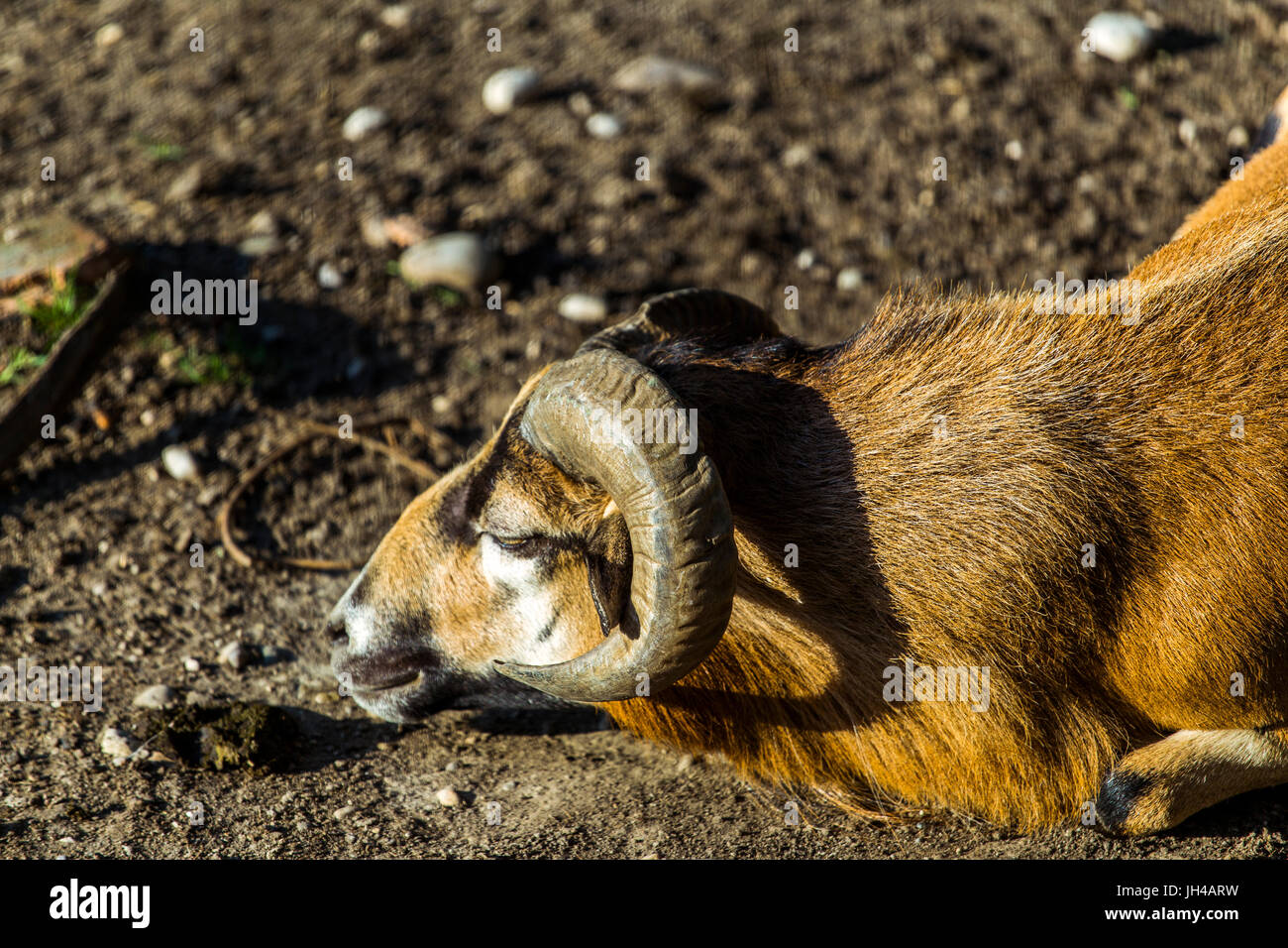 African sheep hi-res stock photography and images - Alamy