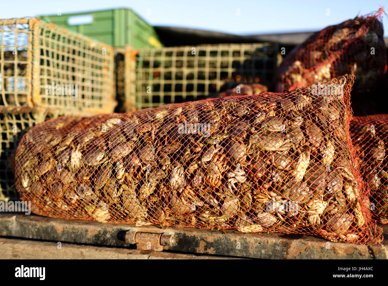 Daily Catch High Resolution Stock Photography and Images - Alamy