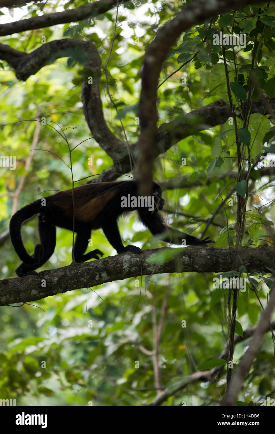 Costa Rican Howler Monkey Stock Photo - Alamy