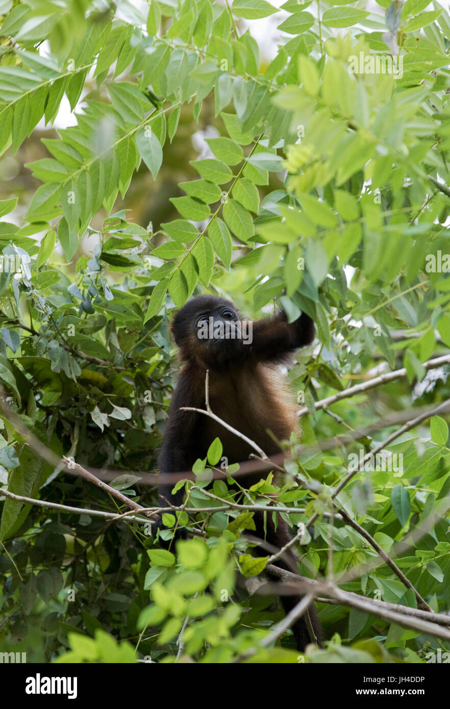 Costa Rican Howler Monkey Stock Photo - Alamy