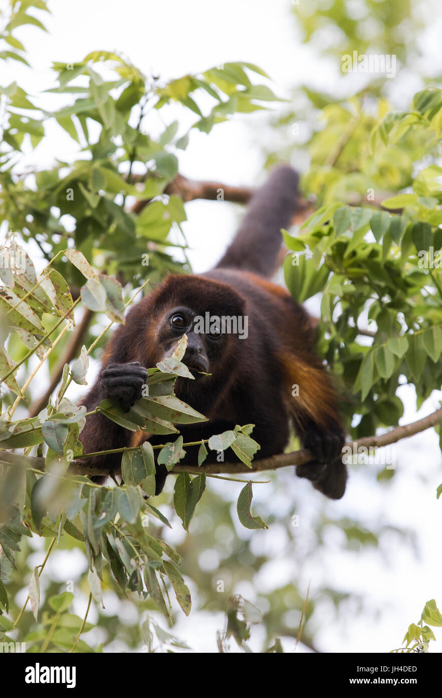 South america rainforest monkey hi-res stock photography and images - Alamy
