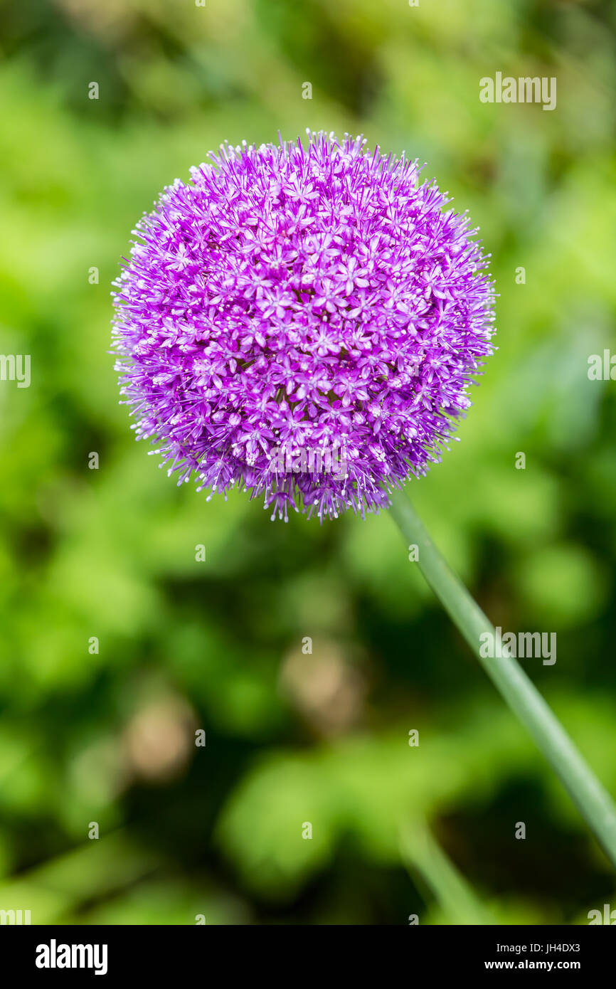 Purple Aillium Flower Stock Photo - Alamy
