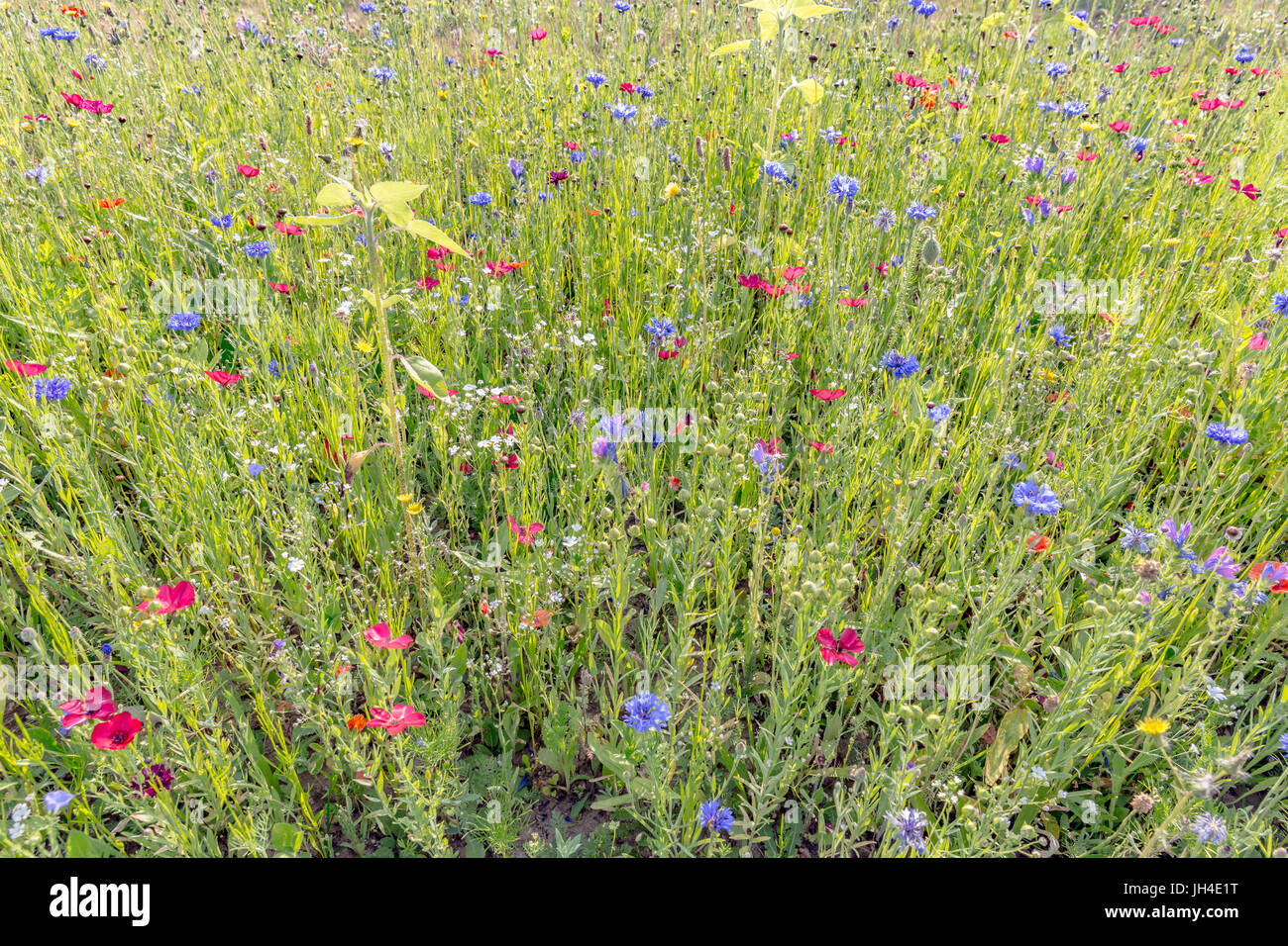 Wild flowers background hi-res stock photography and images - Alamy
