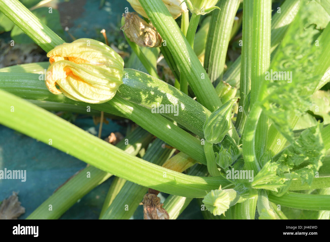 closeup of unripe zucchini yet on the plant Stock Photo - Alamy