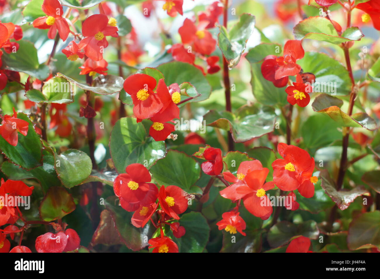 bright red flowers of begonia close-up background Stock Photo - Alamy