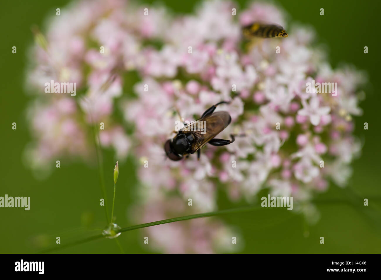 A small fly sitting and gathering honey from a purple wild flower ...