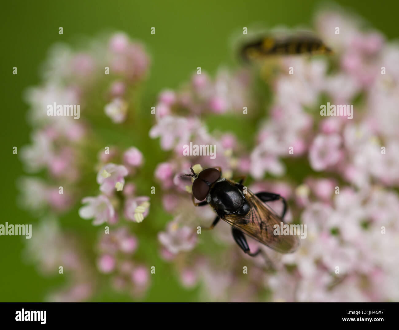 A small fly sitting and gathering honey from a purple wild flower ...