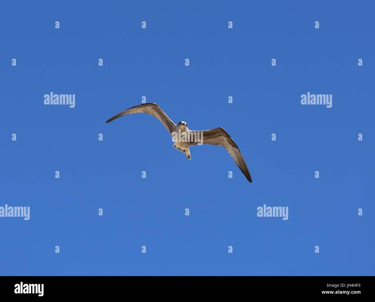 Mottled Juvenile European herring gull Stock Photo - Alamy