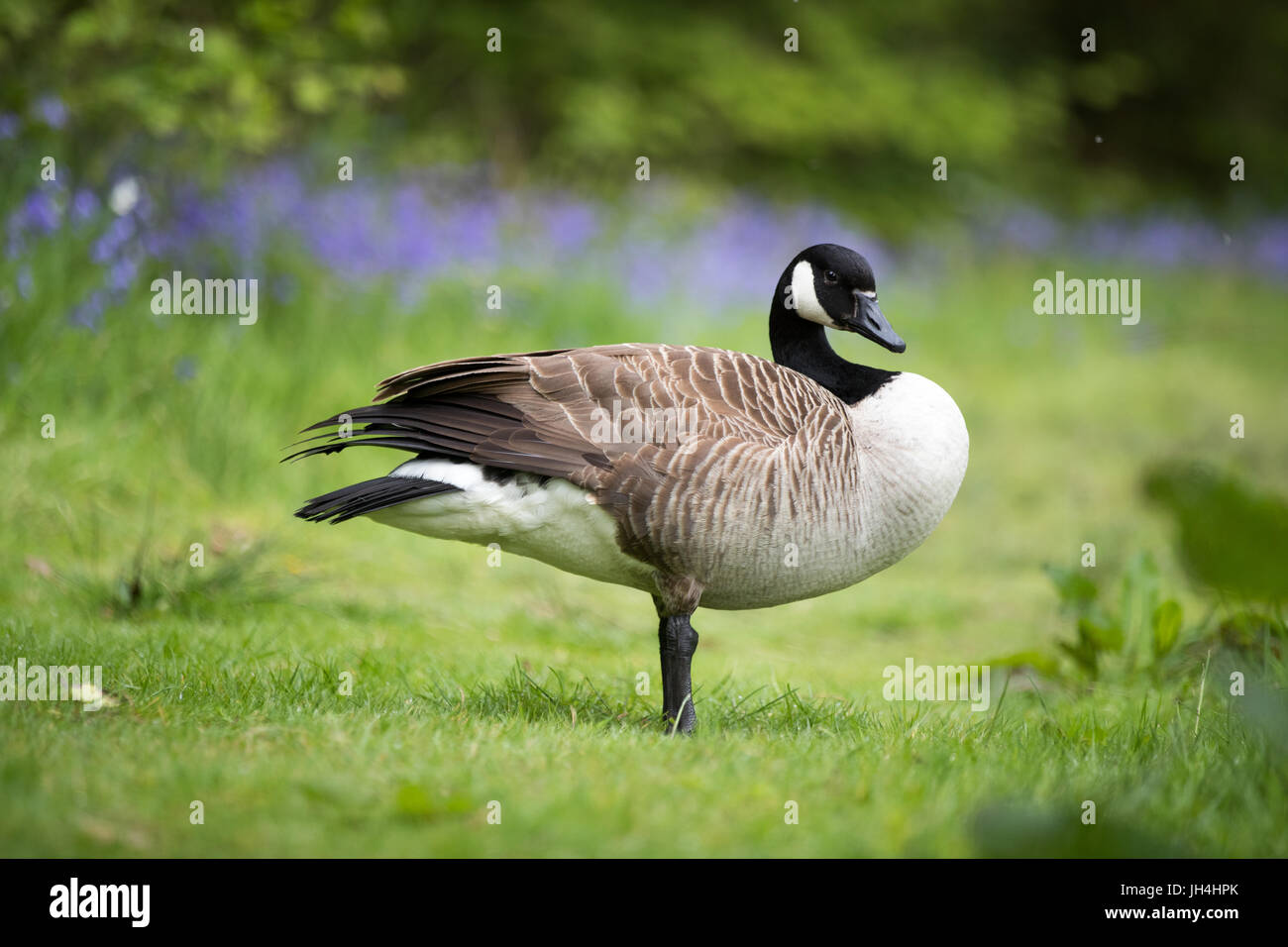 Canada Goose side view stood on grassy bank with bluebells behind Stock ...