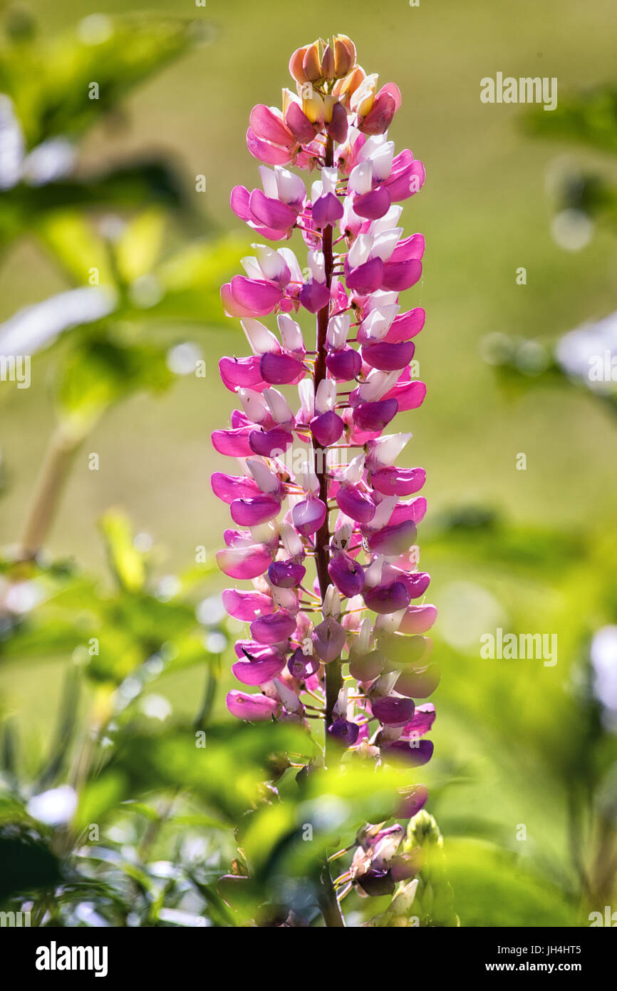 Tall backlit pretty pink lupin surrounded by green foliage. Vertical ...