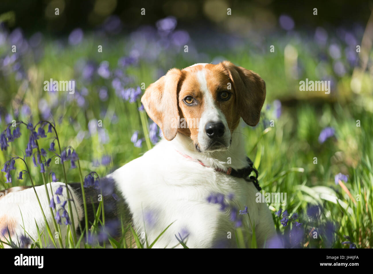 Trailhound hi-res stock photography and images - Alamy