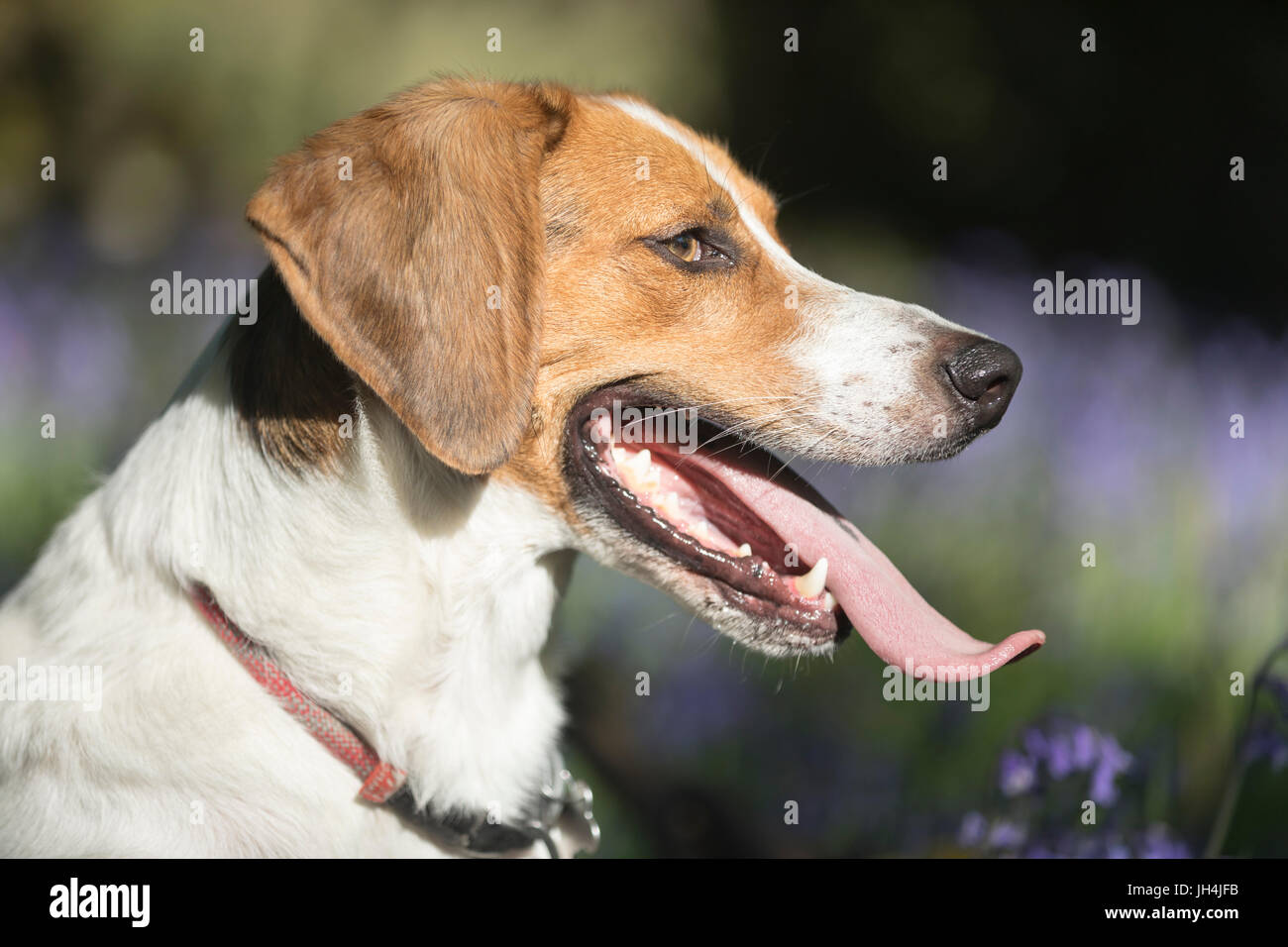 Trailhound hi-res stock photography and images - Alamy