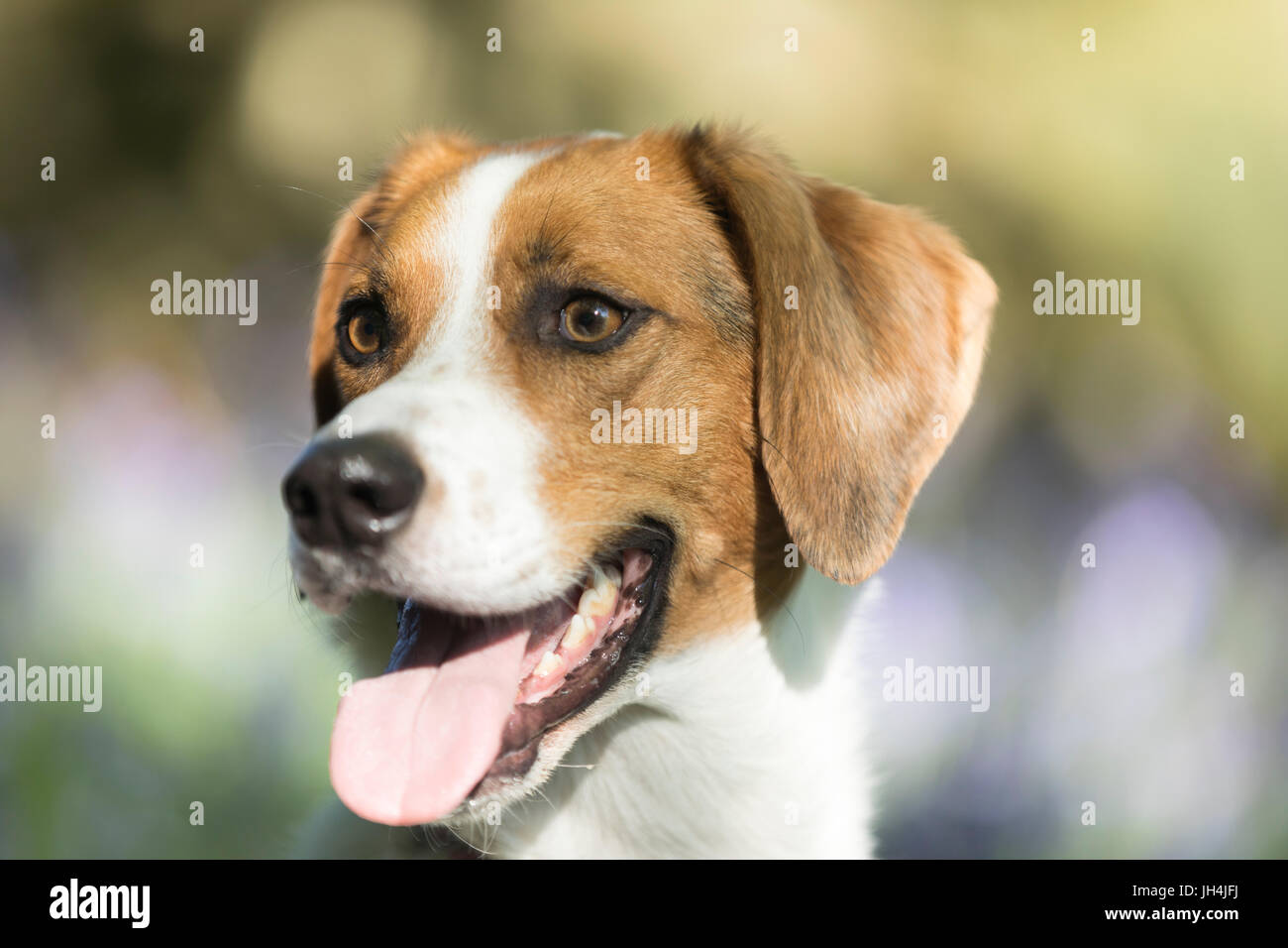 Trailhound High Resolution Stock Photography and Images - Alamy