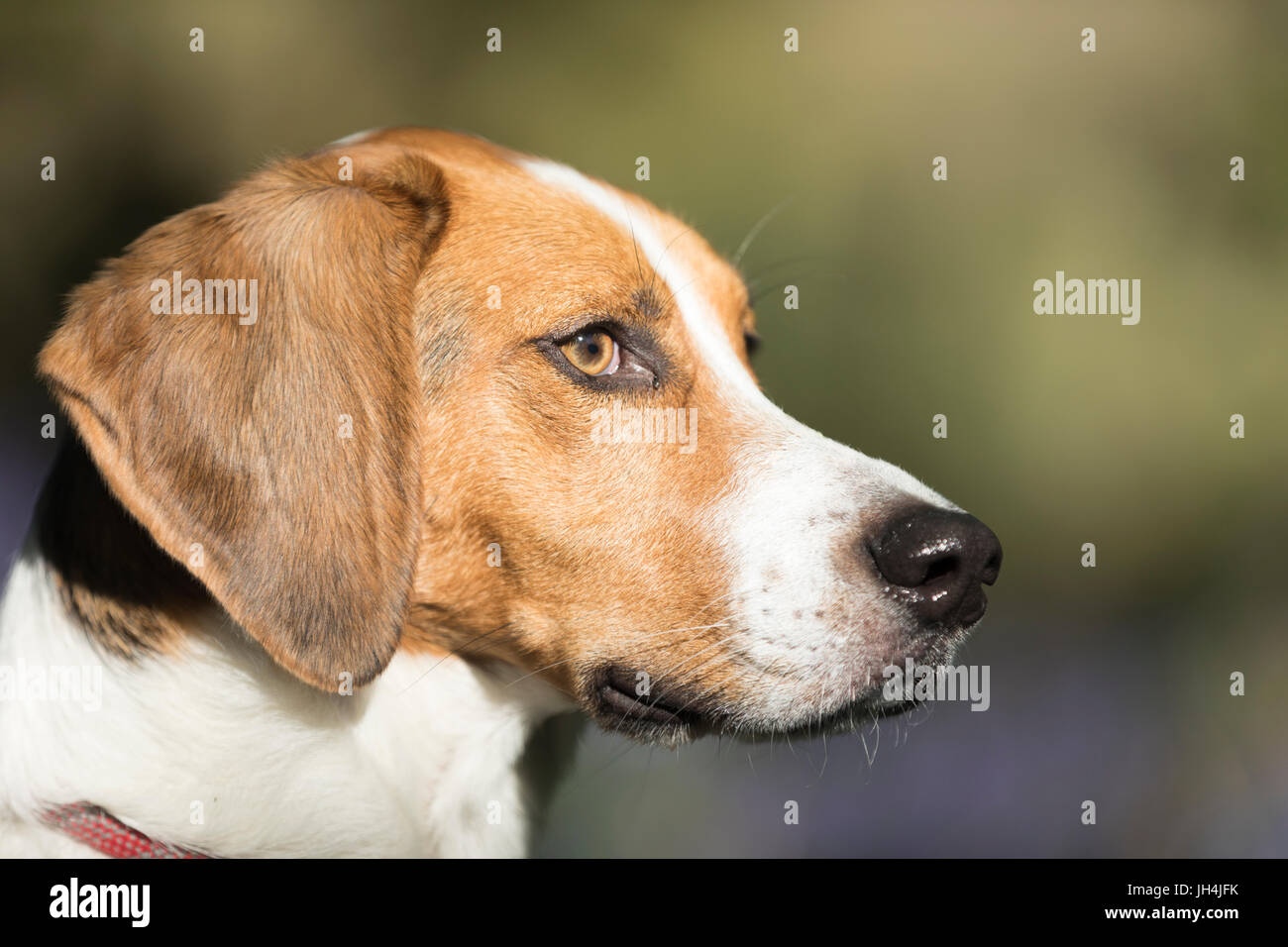 Trail hound closeup Stock Photo - Alamy